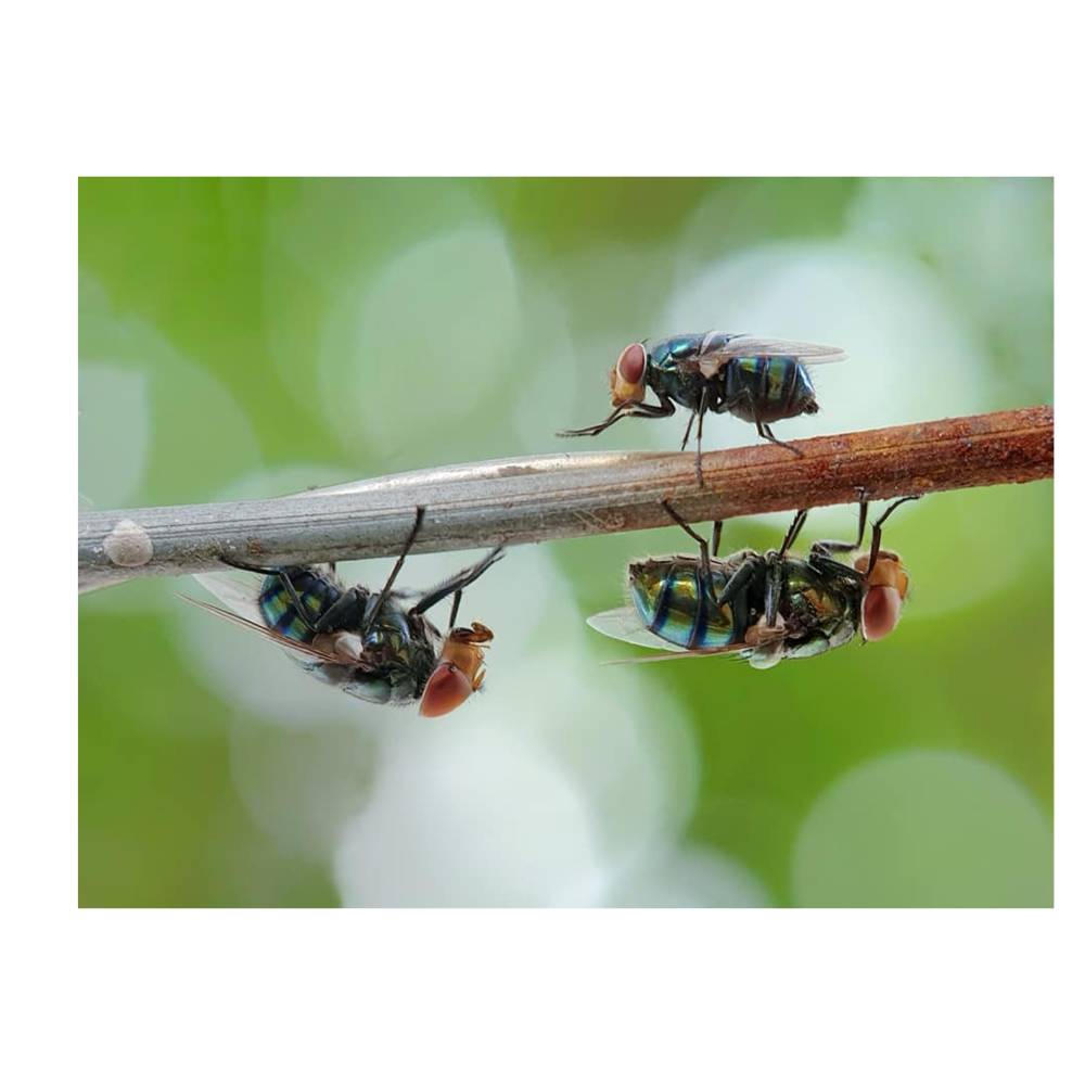 Flies - JP Pest Management